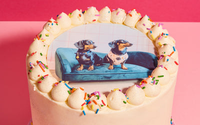 Jelly Cat Cakes London – Flavourtown Bakery